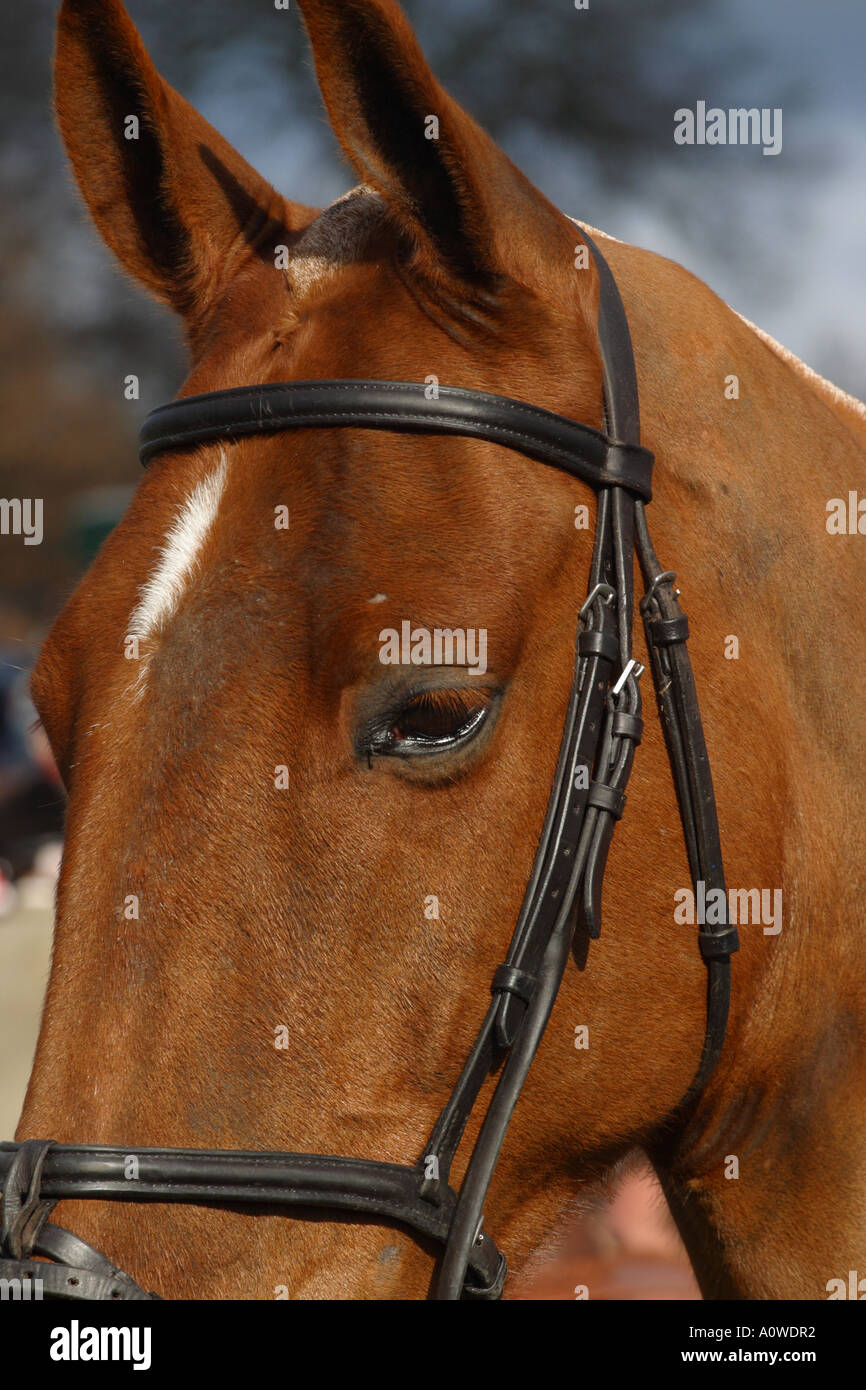 Hogged horse hi-res stock photography and images - Alamy