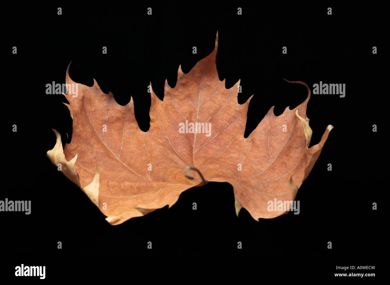 Dried leaf close up Stock Photo - Alamy