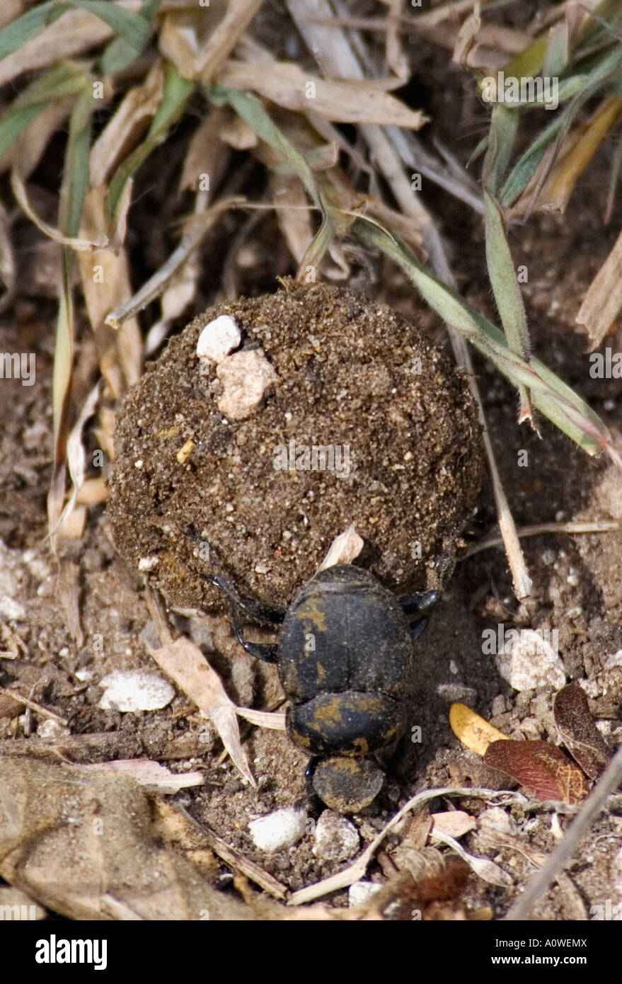 Dung Beetle Rolling Ball of Dung Across Desert Floor Tamaulipas Mexico ...