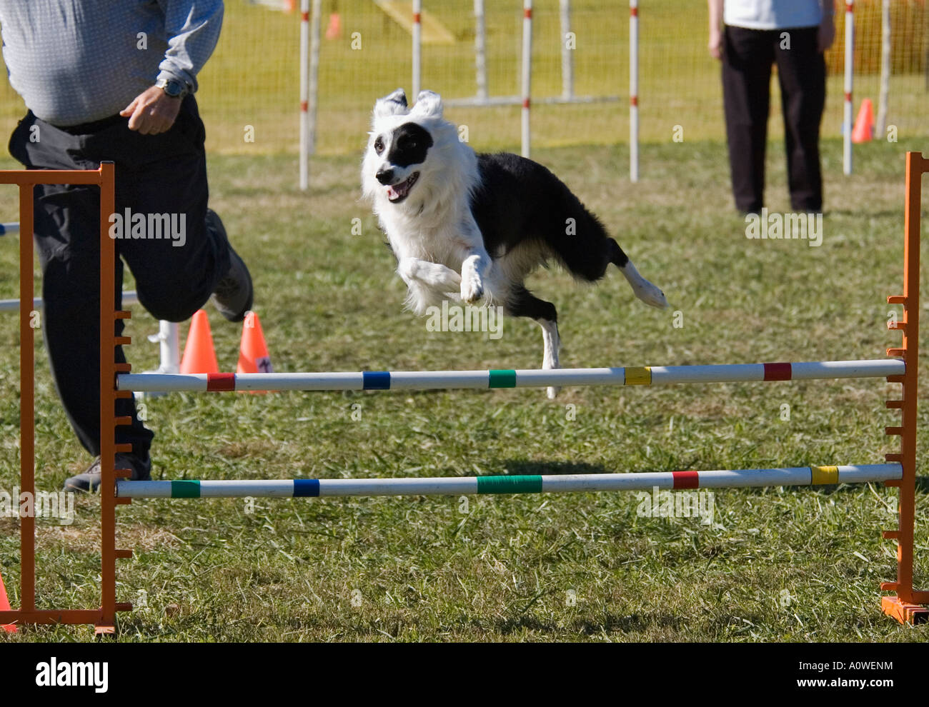 Border Collie Leaping Over Jump on Agility Course Corydon Indiana Stock ...
