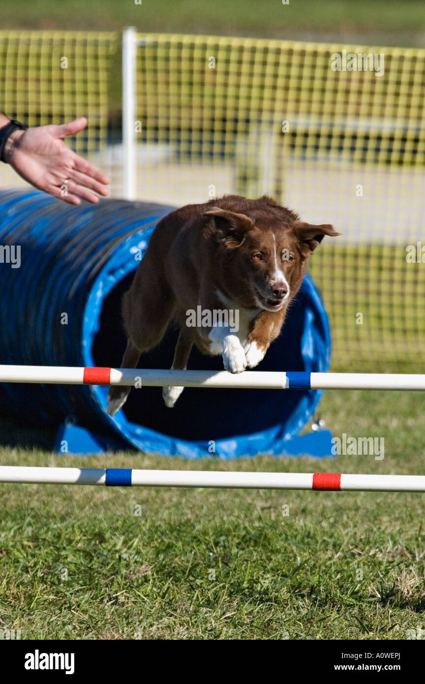 Border Collie Leaping Over Jump on Agility Course as Handler Gives Hand ...