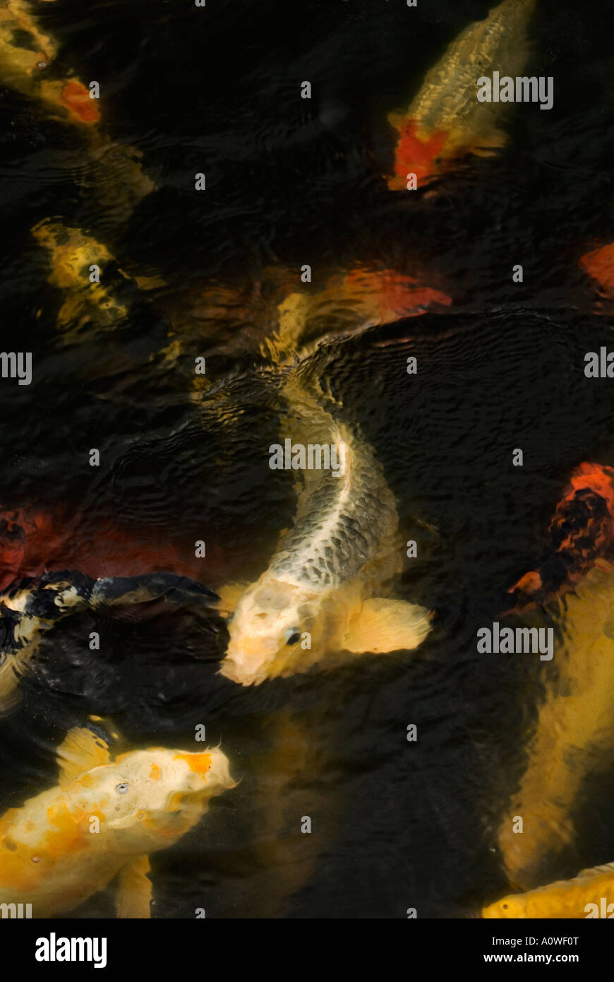 Large Koi C carpio Swimming in Garden Pond Stock Photo - Alamy