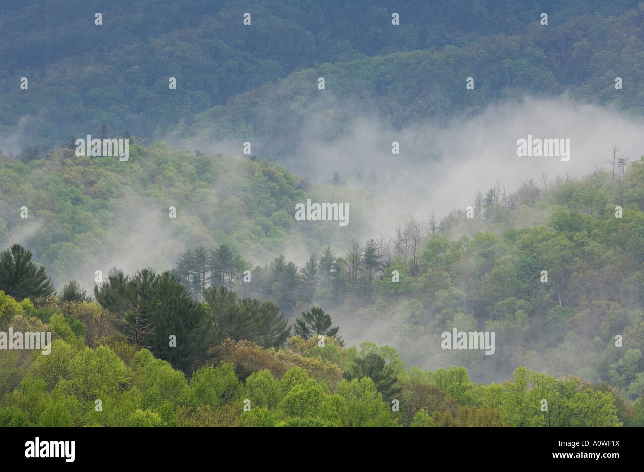 Mist rising from wilderness forest hi-res stock photography and images ...