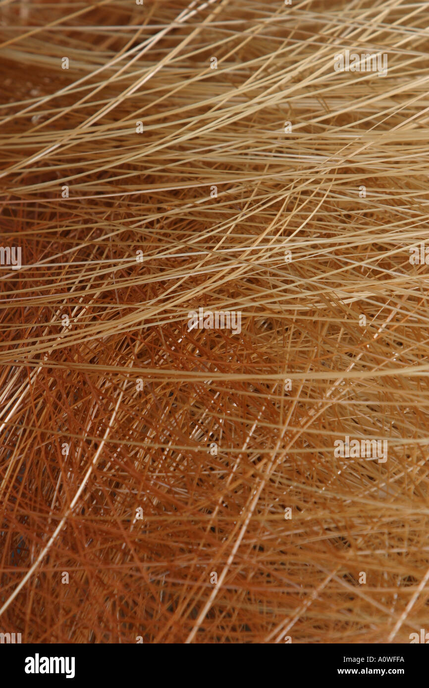 Strands of broom hi-res stock photography and images - Alamy