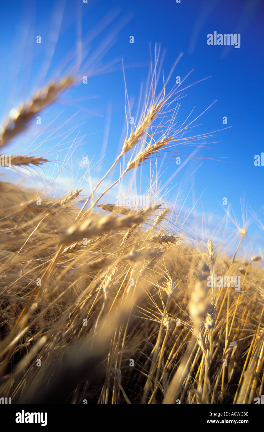 Red river valley north dakota hi-res stock photography and images - Alamy