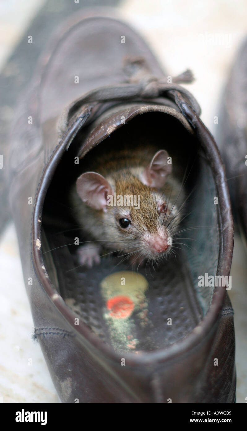 a rat in a shoe Stock Photo - Alamy