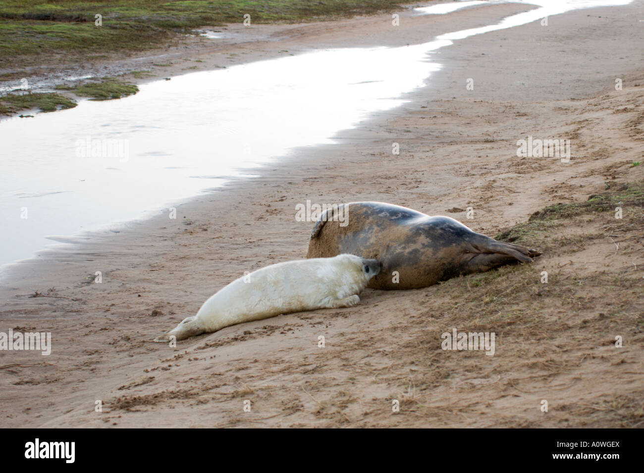 Every year grey seals visit Donna Nook an RAf bombing range to have ...