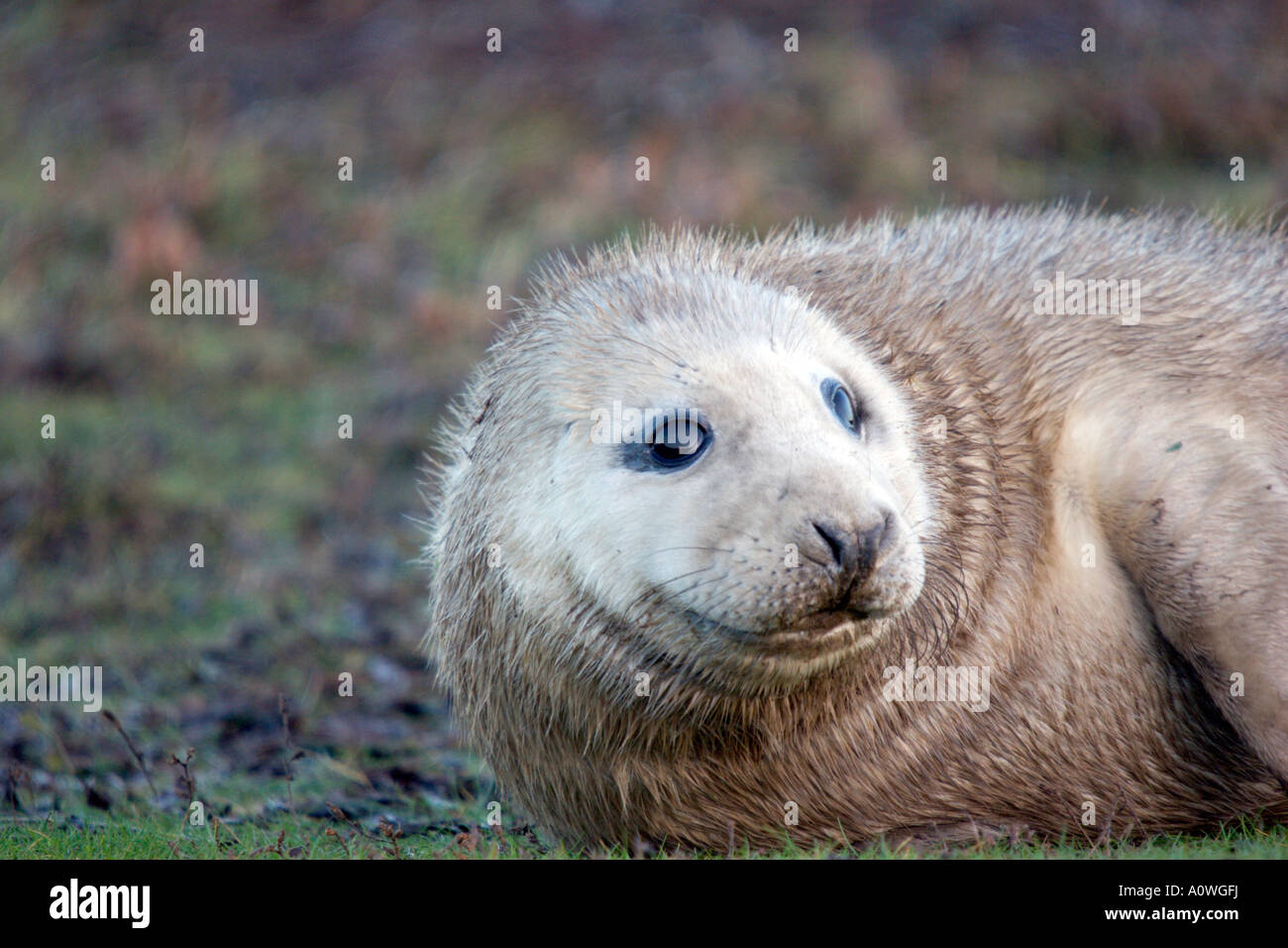 Every year grey seals visit Donna Nook an RAf bombing range to have ...