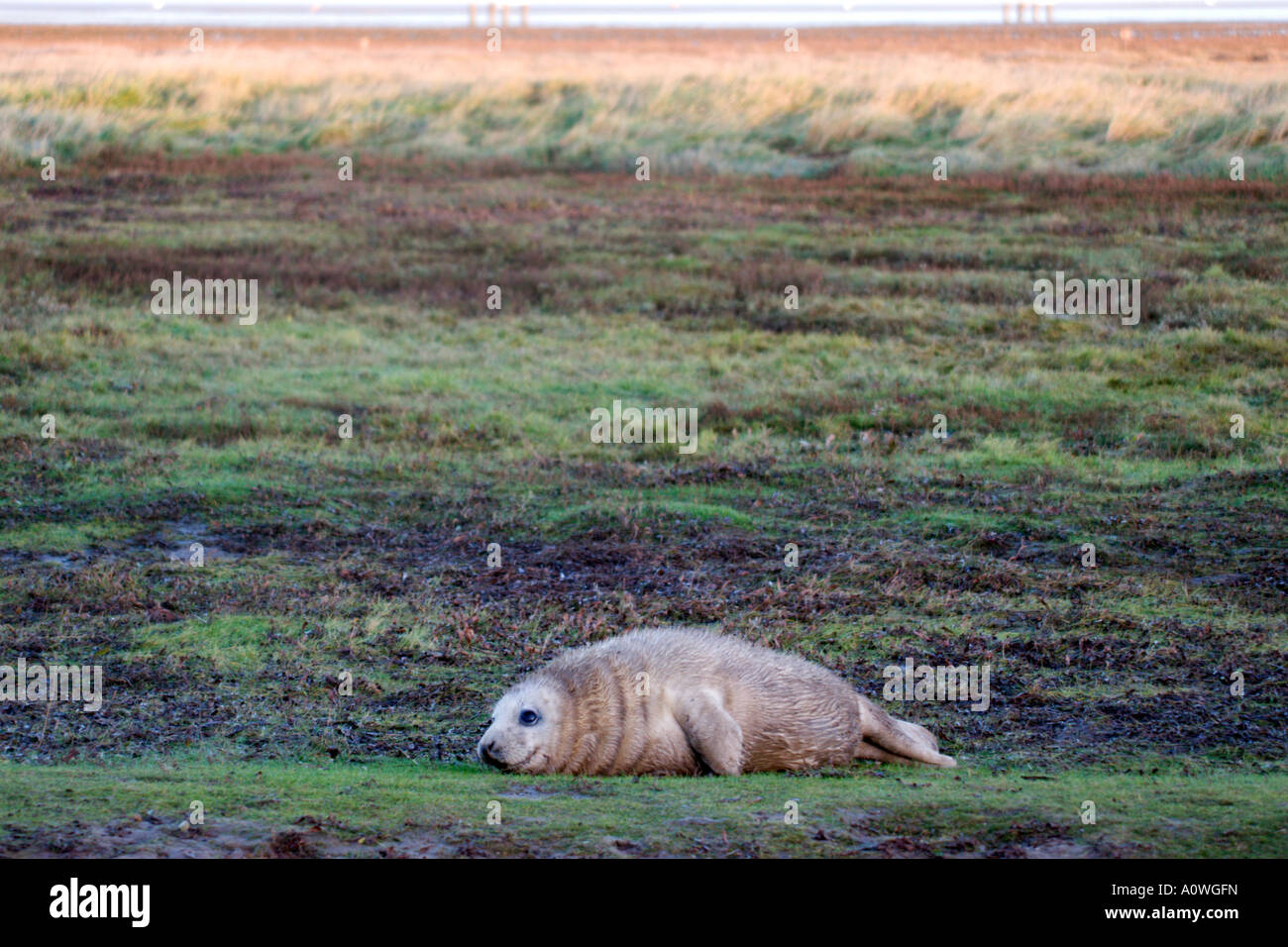 Every year grey seals visit Donna Nook an RAf bombing range to have ...