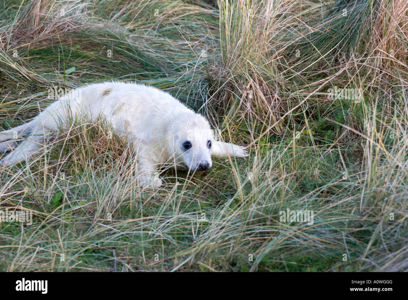 Every year grey seals visit Donna Nook an RAf bombing range to have ...