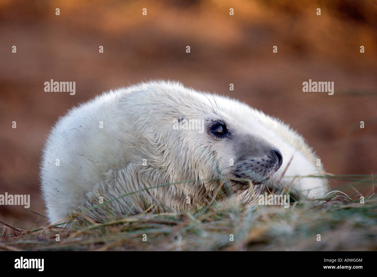 Every year grey seals visit Donna Nook an RAf bombing range to have ...