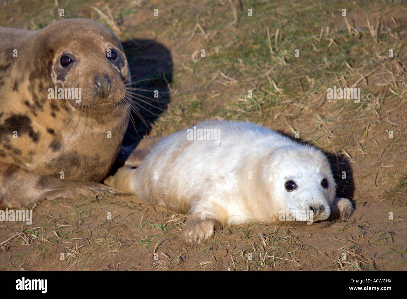 Every year grey seals visit Donna Nook an RAf bombing range to have ...