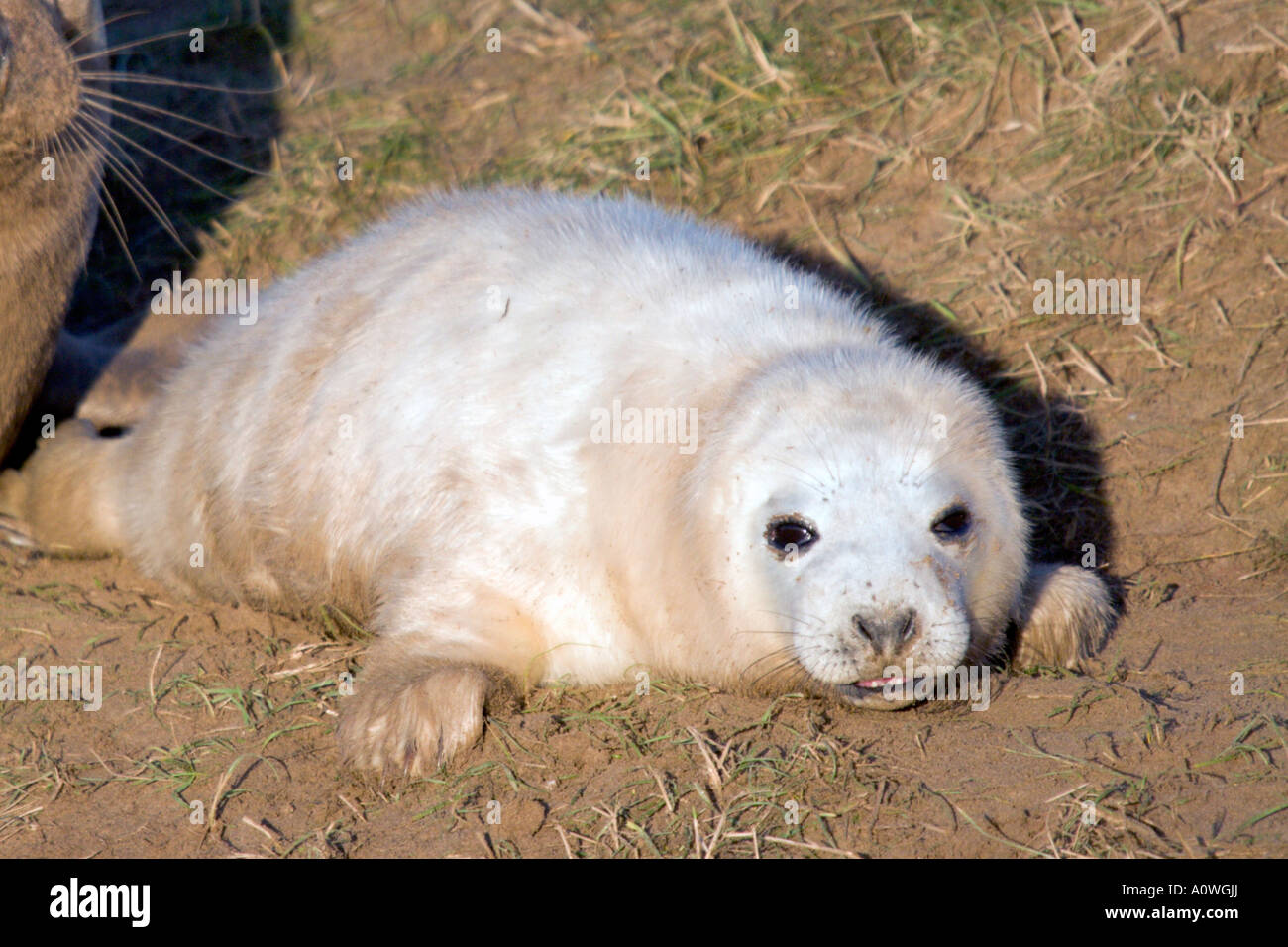Every year grey seals visit Donna Nook an RAf bombing range to have ...