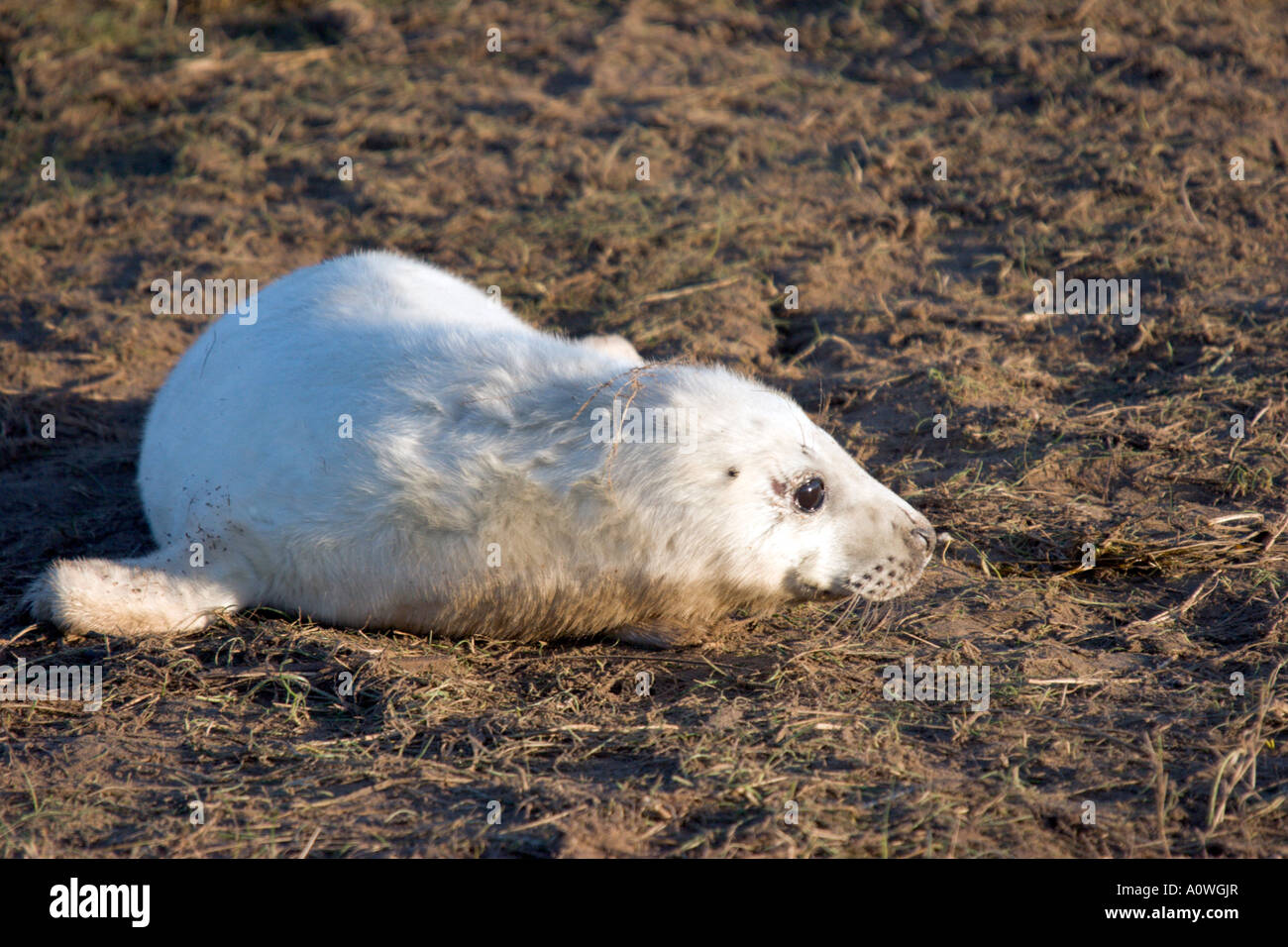 Every year grey seals visit Donna Nook an RAf bombing range to have ...