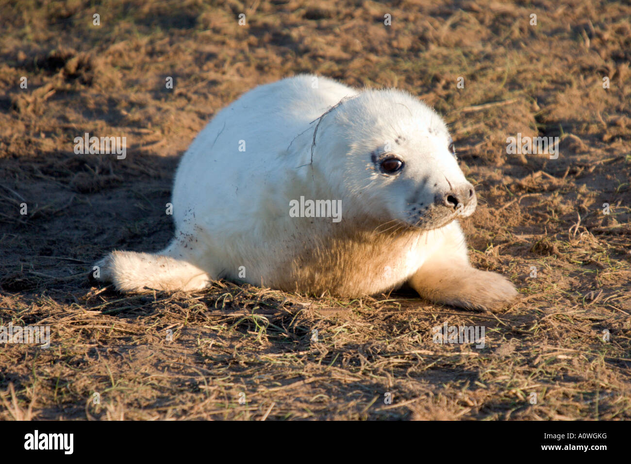Every year grey seals visit Donna Nook an RAf bombing range to have ...