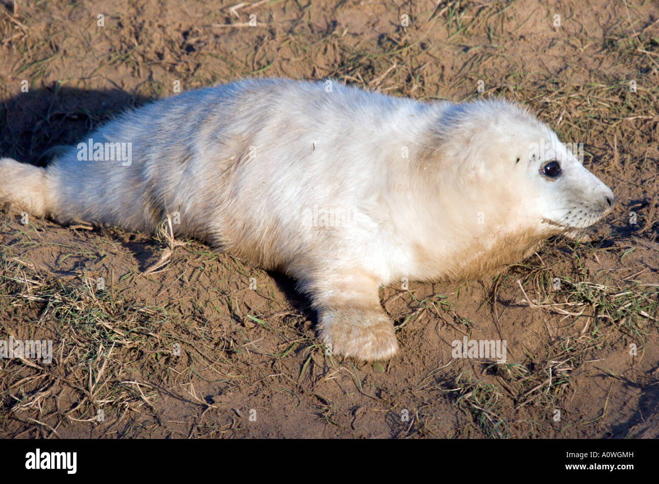 Every year grey seals visit Donna Nook an RAf bombing range to have ...