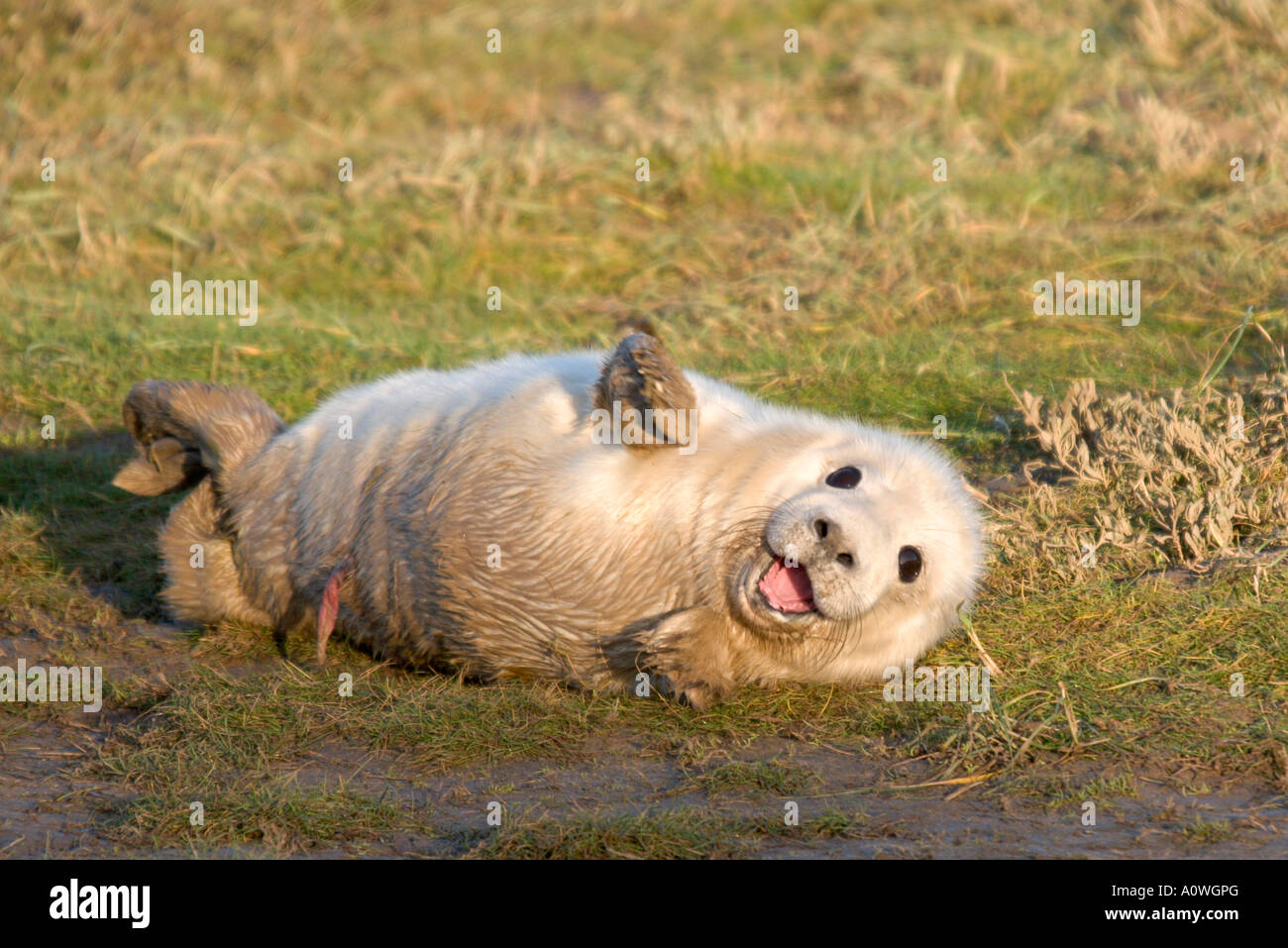 Every year grey seals visit Donna Nook an RAf bombing range to have ...