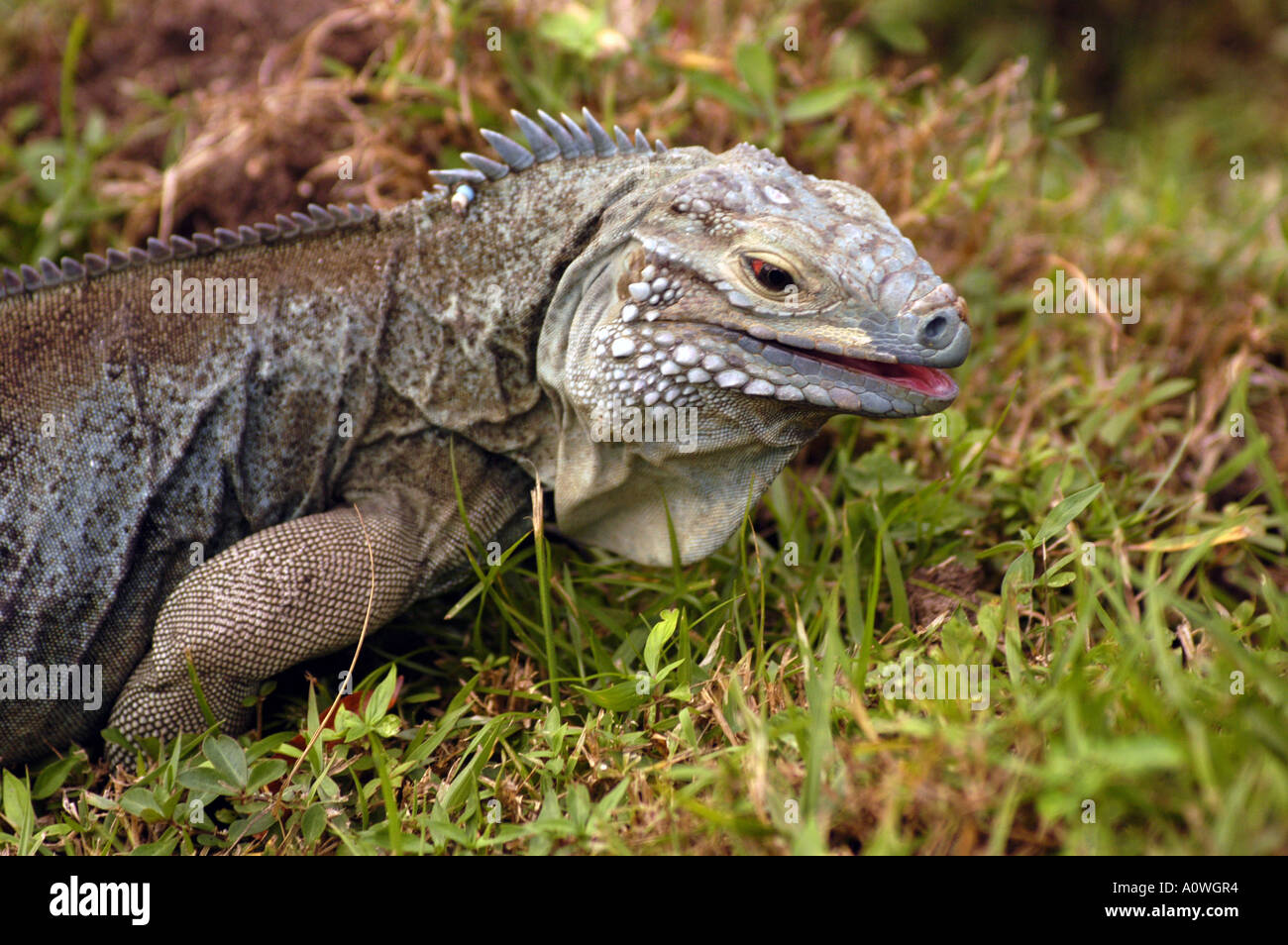 Cayman Islands Grand Cayman Blue Iguana Caribbean animals wildlife ...