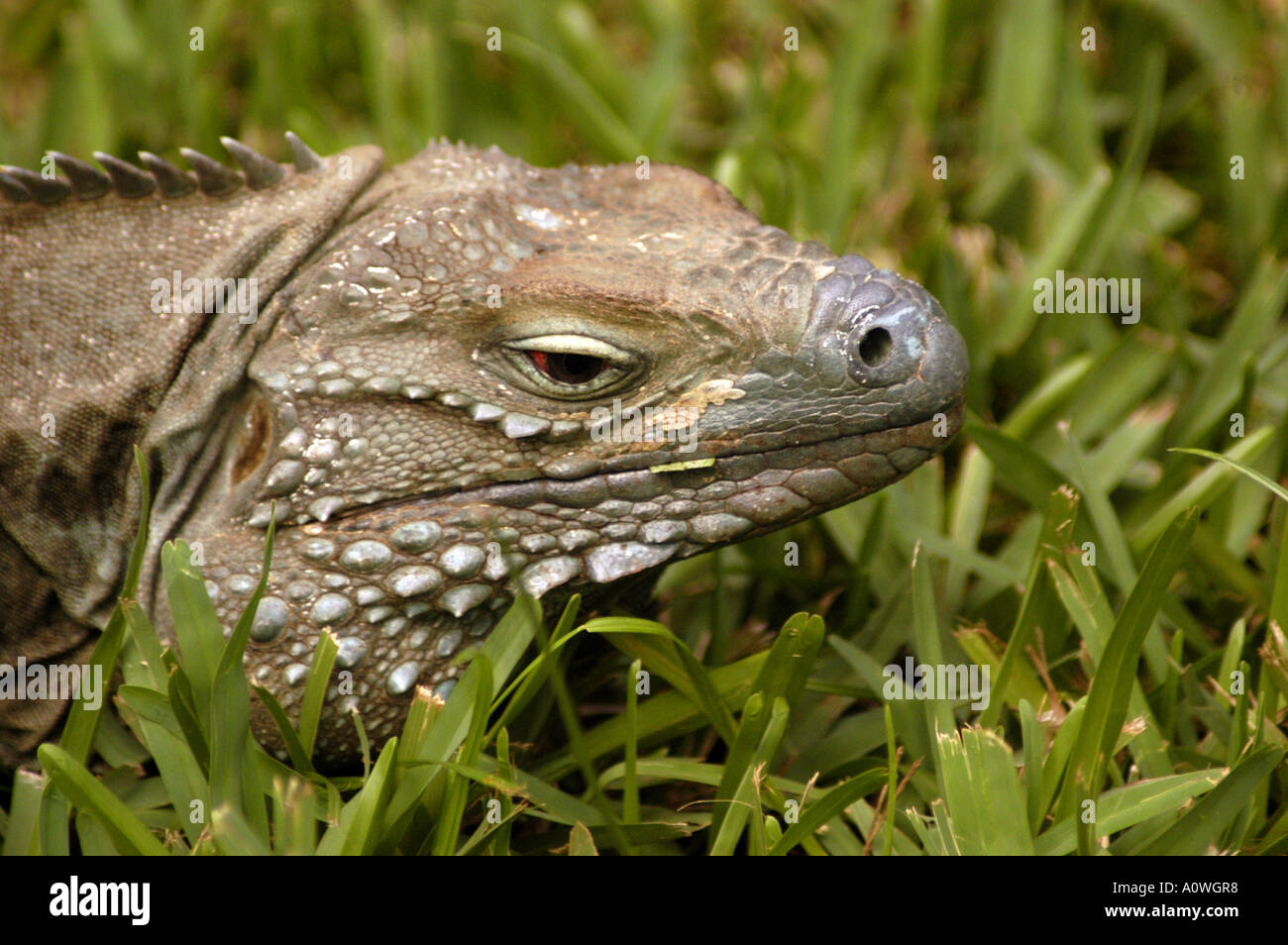 Cayman Islands Grand Cayman Blue Iguana Caribbean animals wildlife ...