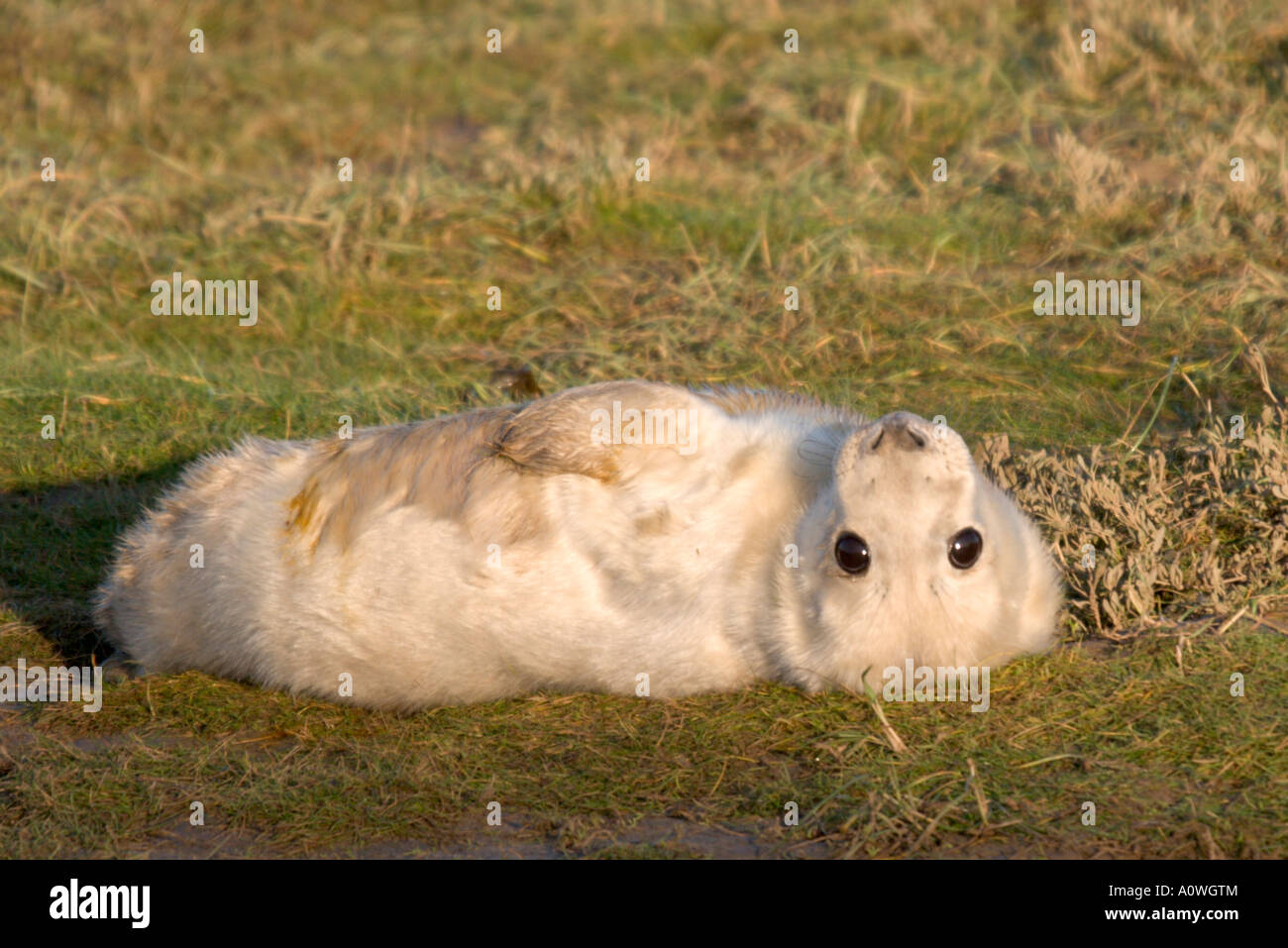 Grey seal pup on back hi-res stock photography and images - Alamy