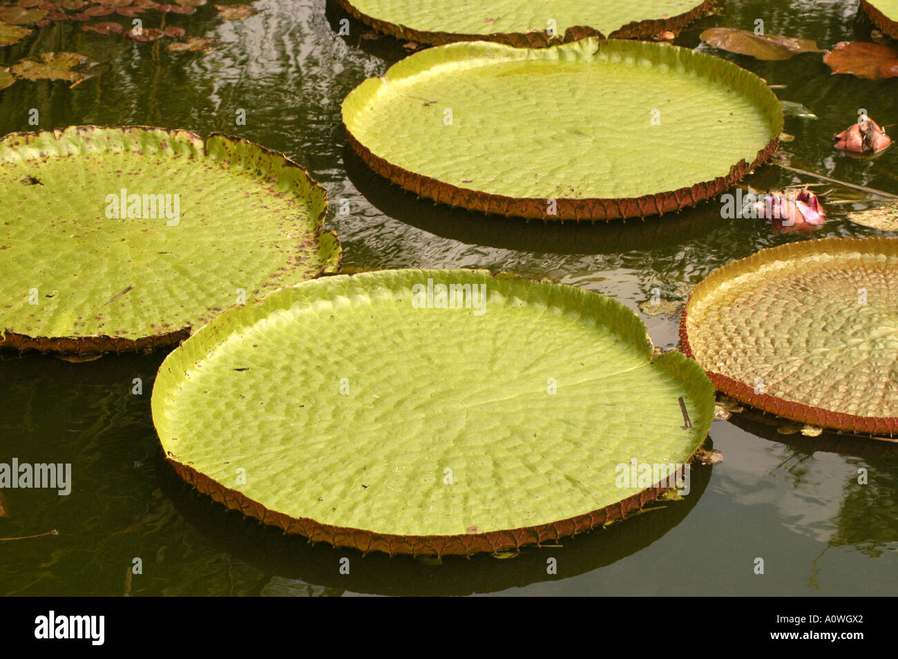 Plants giant water lily pads floating Stock Photo - Alamy