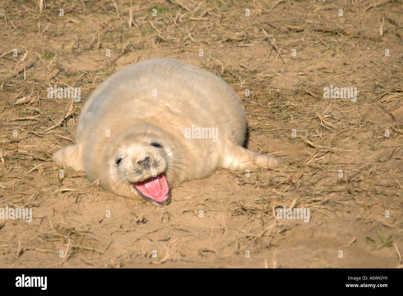 Every year grey seals visit Donna Nook an RAf bombing range to have ...