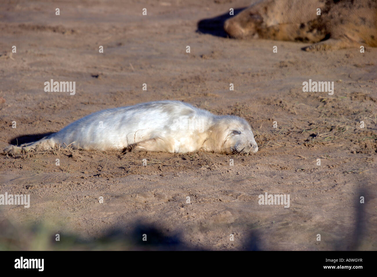 Every year grey seals visit Donna Nook an RAf bombing range to have ...