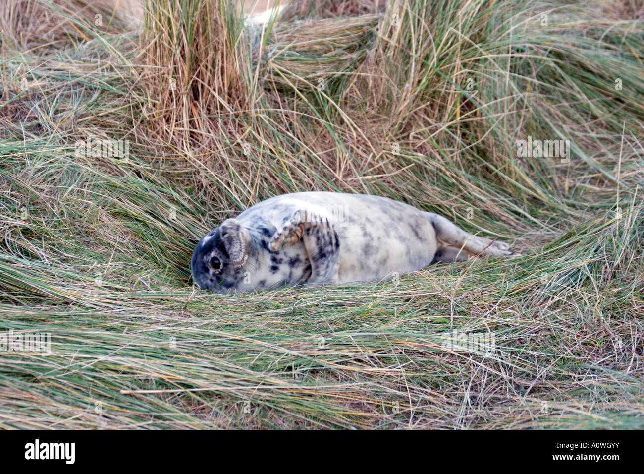 Every year grey seals visit Donna Nook an RAf bombing range to have ...