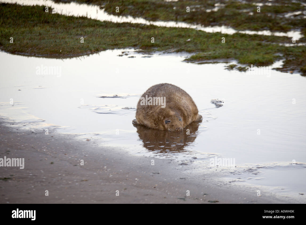 Every year grey seals visit Donna Nook an RAf bombing range to have ...