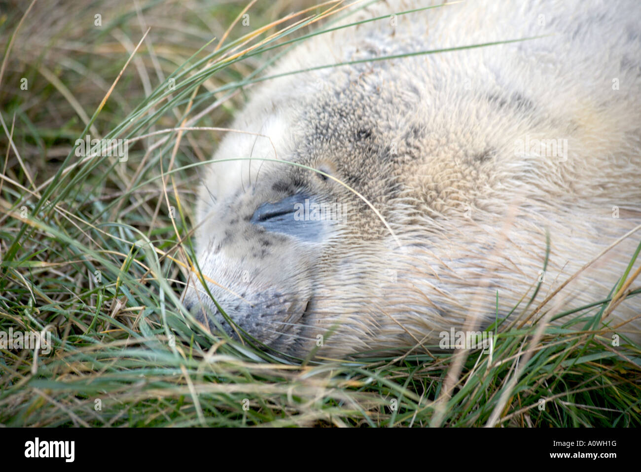 Every year grey seals visit Donna Nook an RAf bombing range to have ...