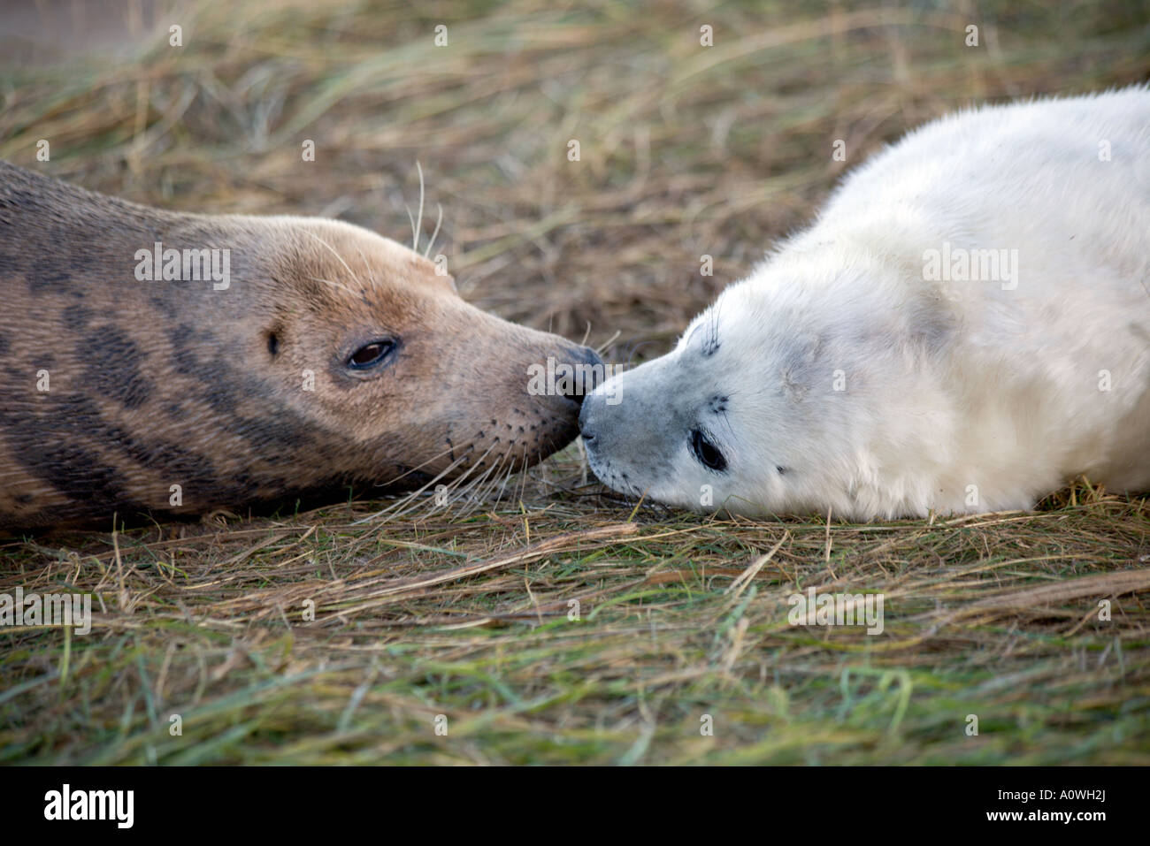 Every year grey seals visit Donna Nook an RAf bombing range to have ...