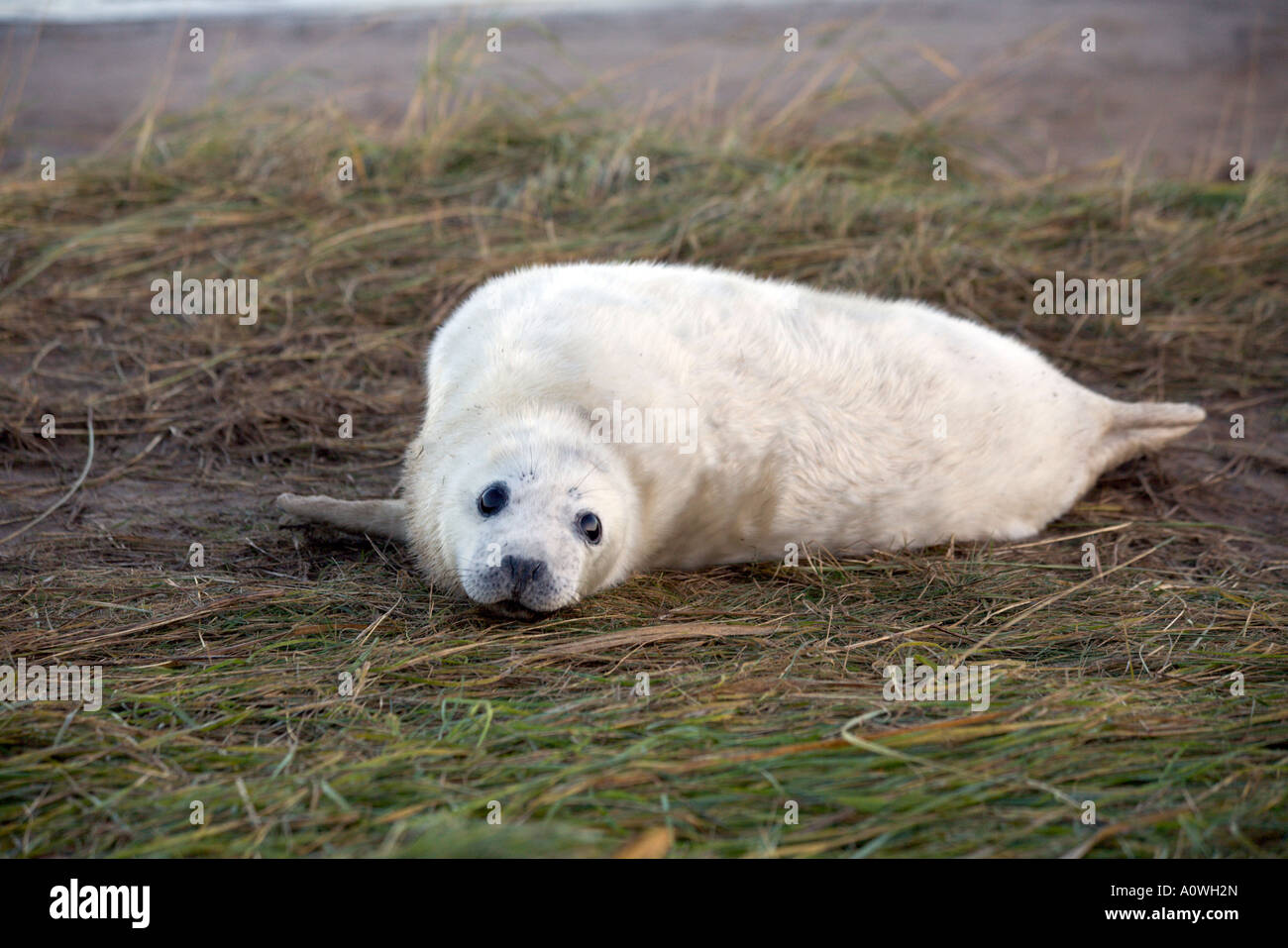Every year grey seals visit Donna Nook an RAf bombing range to have ...