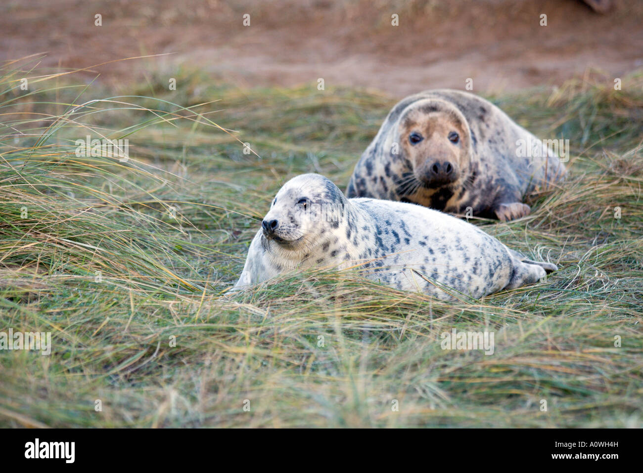 Every year grey seals visit Donna Nook an RAf bombing range to have ...