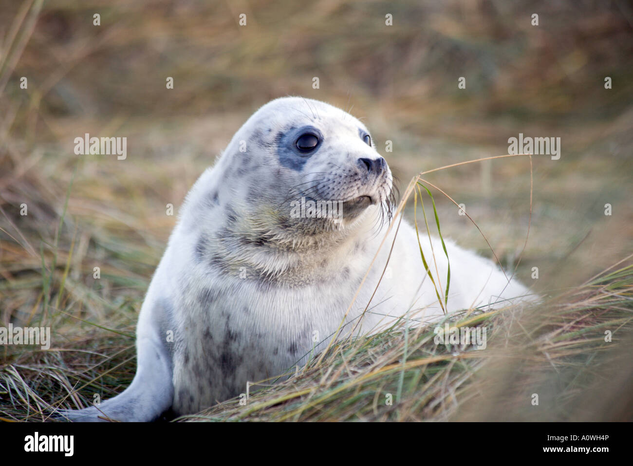 Every year grey seals visit Donna Nook an RAf bombing range to have ...