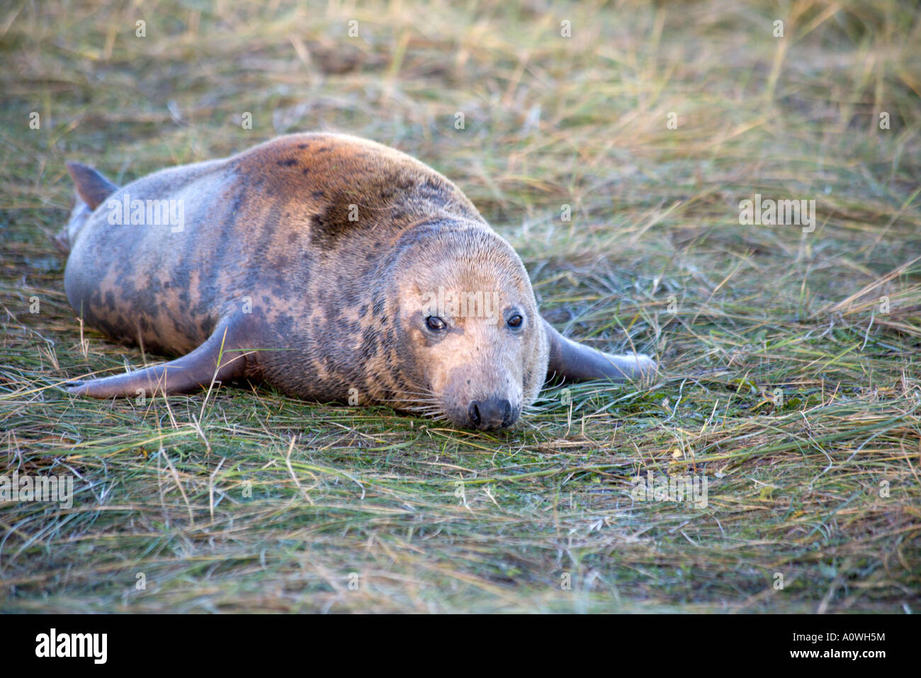 Every year grey seals visit Donna Nook an RAf bombing range to have ...