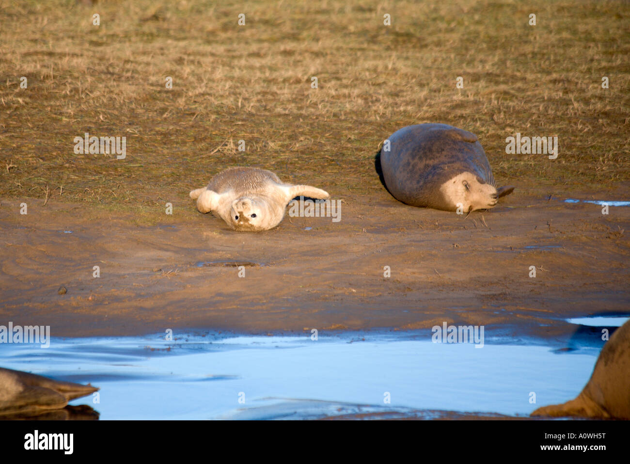 Every year grey seals visit Donna Nook an RAf bombing range to have ...