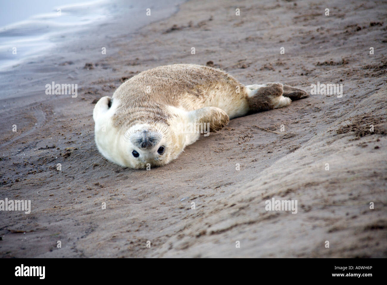 Every year grey seals visit Donna Nook an RAf bombing range to have ...