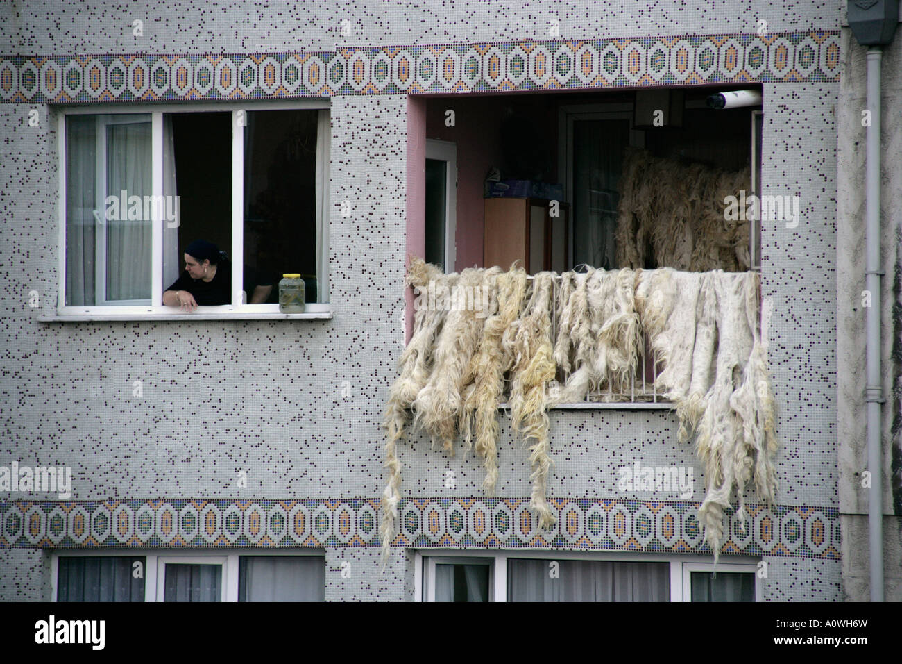 SHEARED WOOL BEING DRIED FROM A BALCONY, ISTANBUL, TURKEY Stock Photo ...