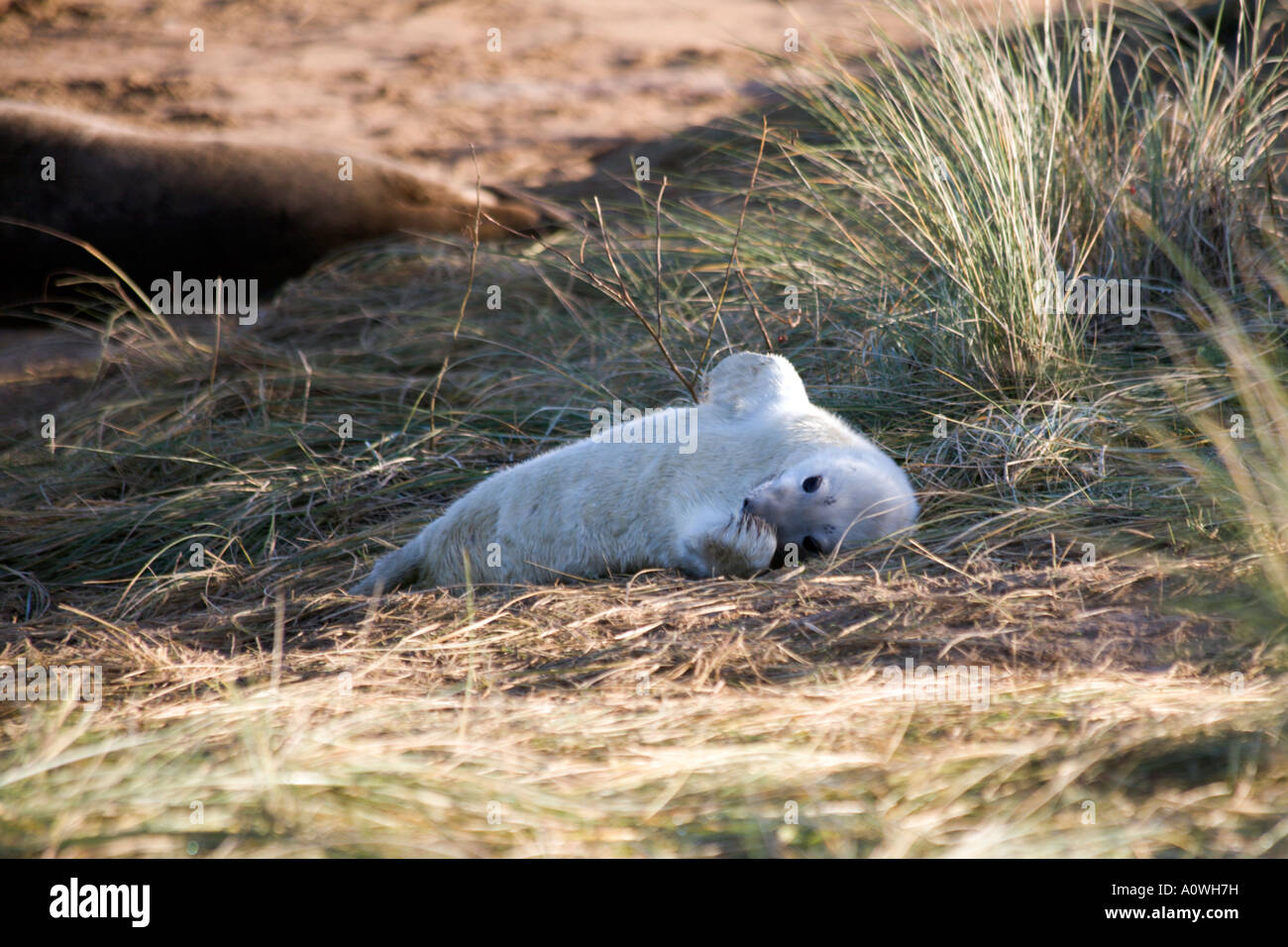 Every year grey seals visit Donna Nook an RAf bombing range to have ...