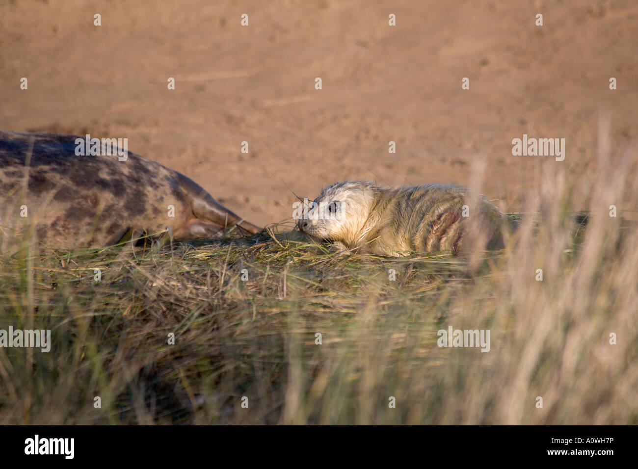 Every year grey seals visit Donna Nook an RAf bombing range to have ...