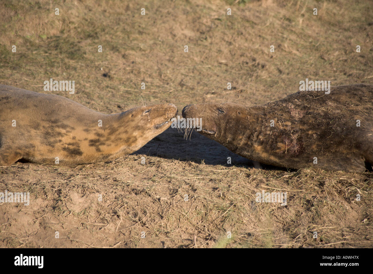 Every year grey seals visit Donna Nook an RAf bombing range to have ...