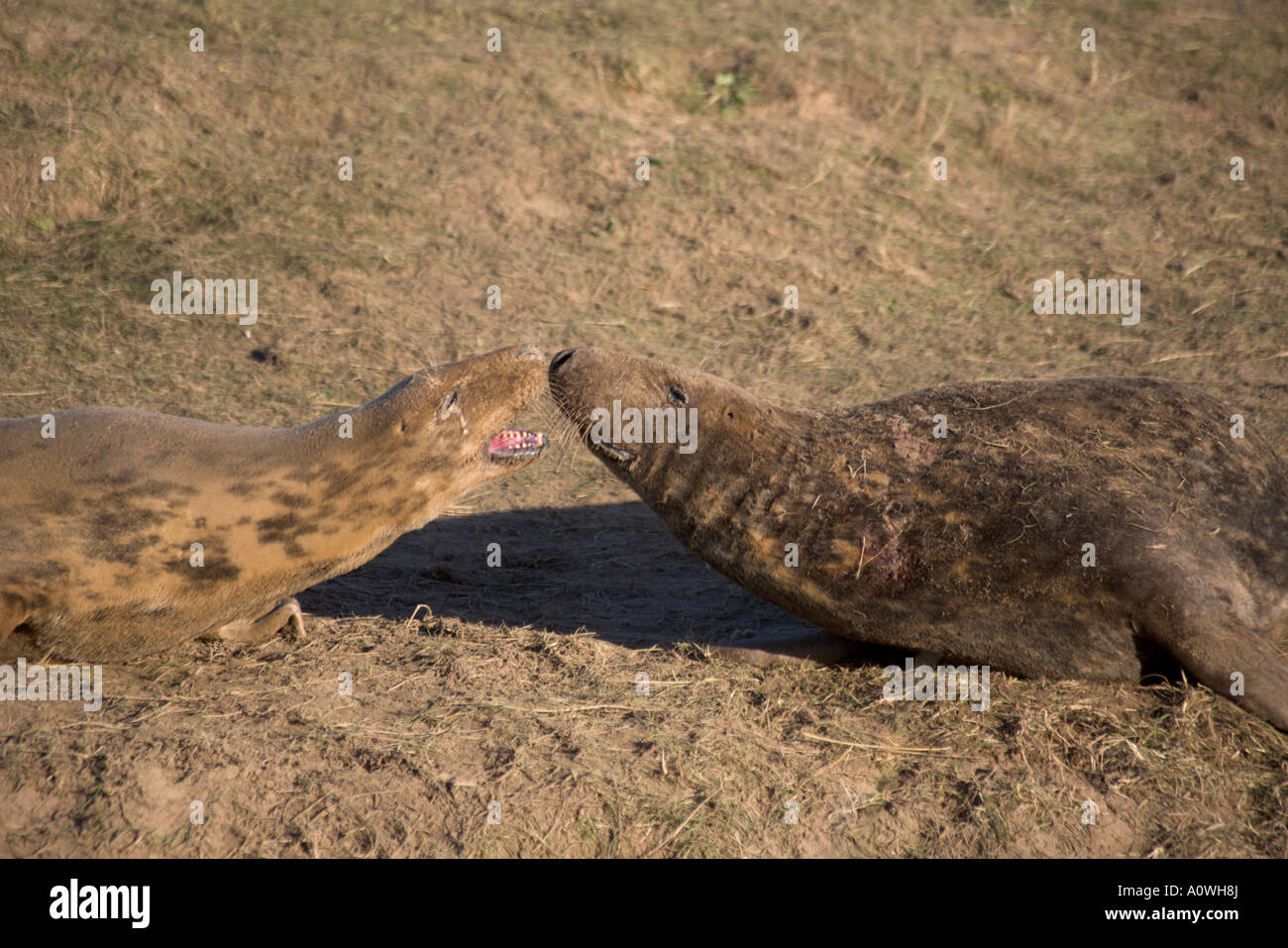 Every year grey seals visit Donna Nook an RAf bombing range to have ...