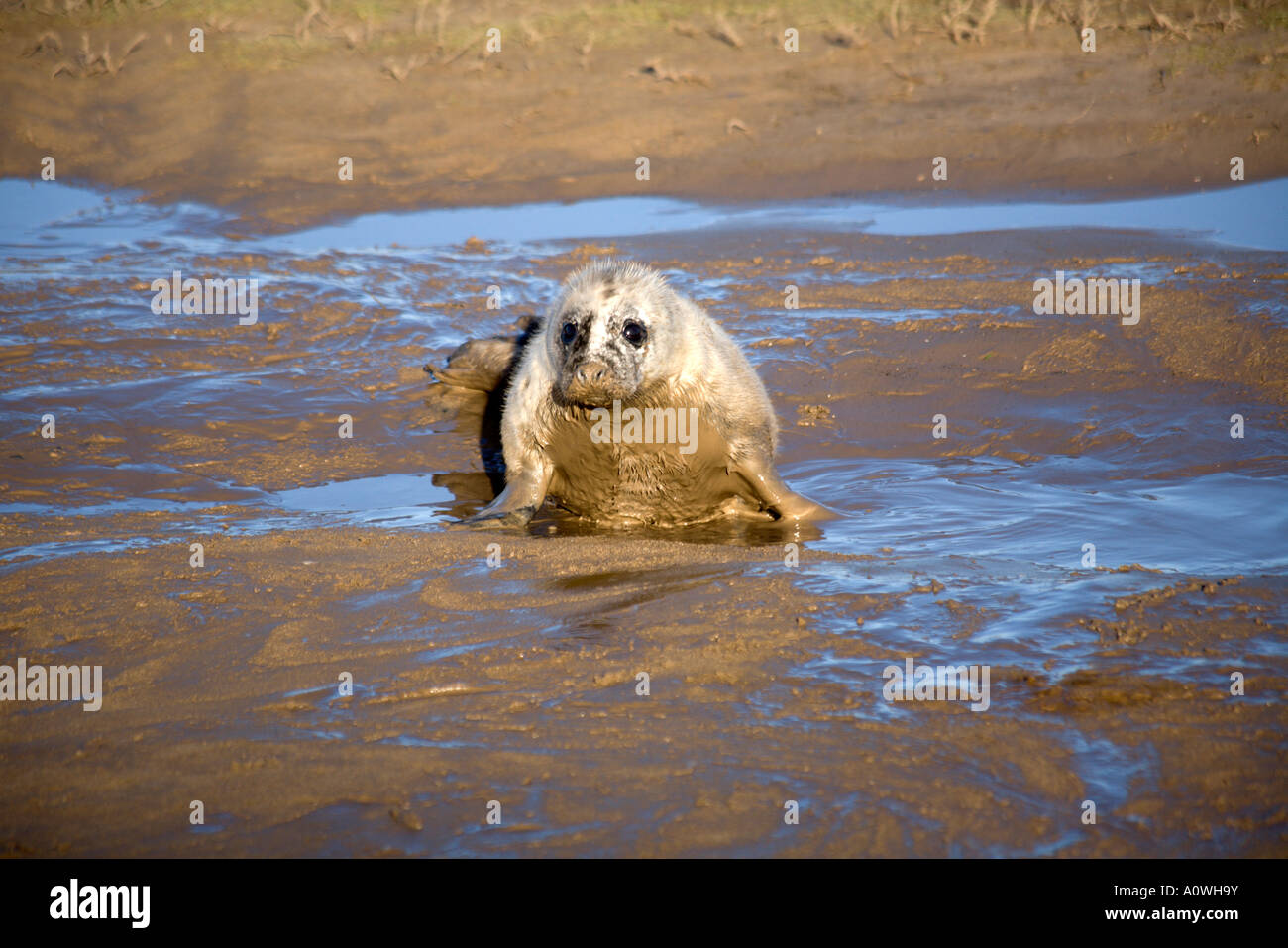Every year grey seals visit Donna Nook an RAf bombing range to have ...