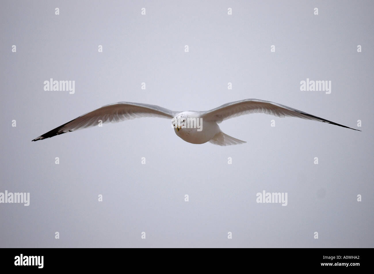 Seagul in flight Stock Photo - Alamy