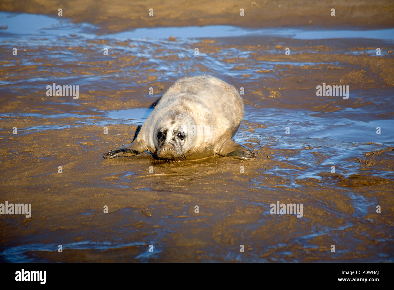 Every year grey seals visit Donna Nook an RAf bombing range to have ...