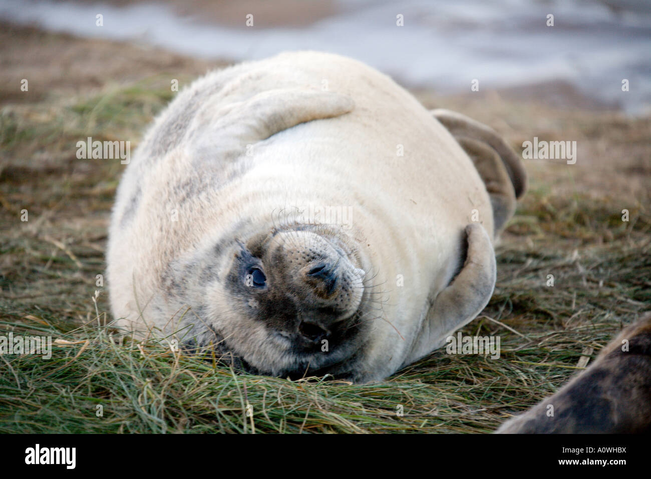 Every year grey seals visit Donna Nook an RAf bombing range to have ...