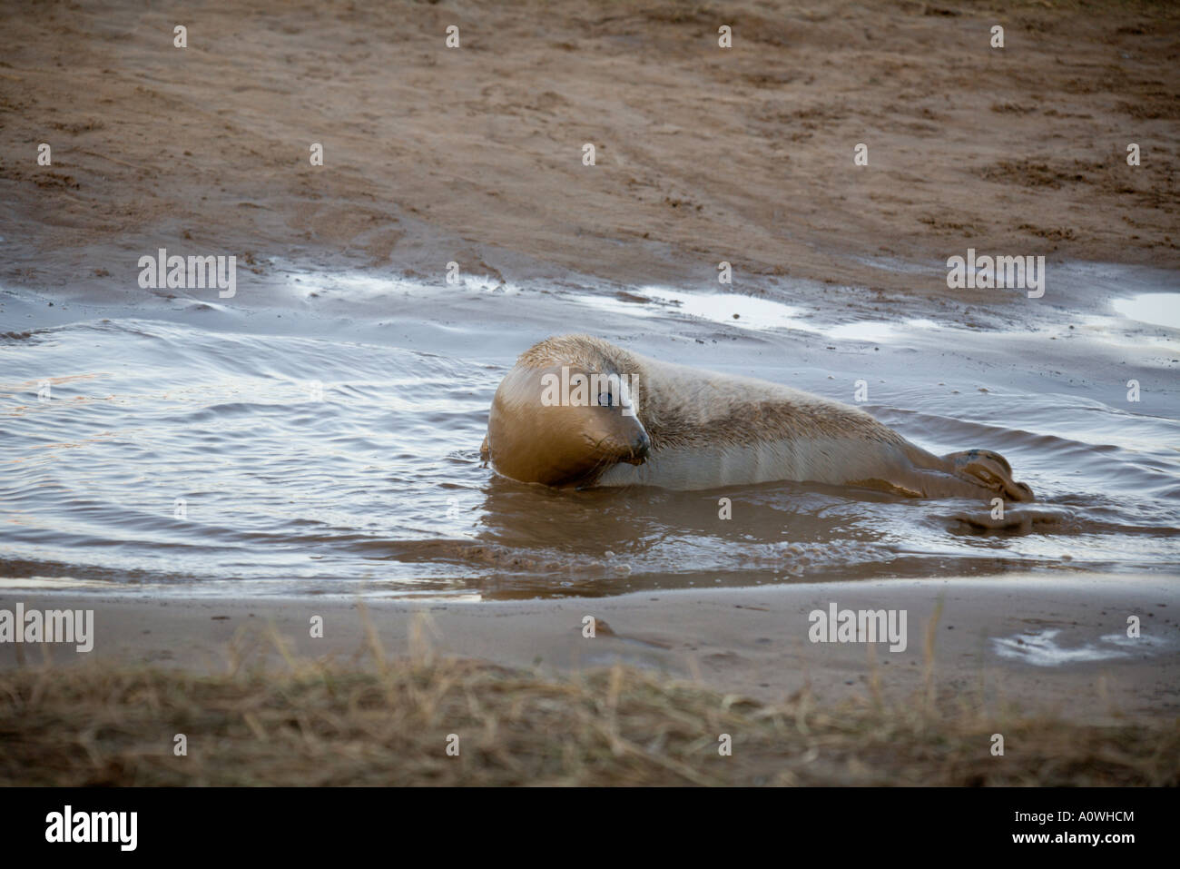 Every year grey seals visit Donna Nook an RAf bombing range to have ...
