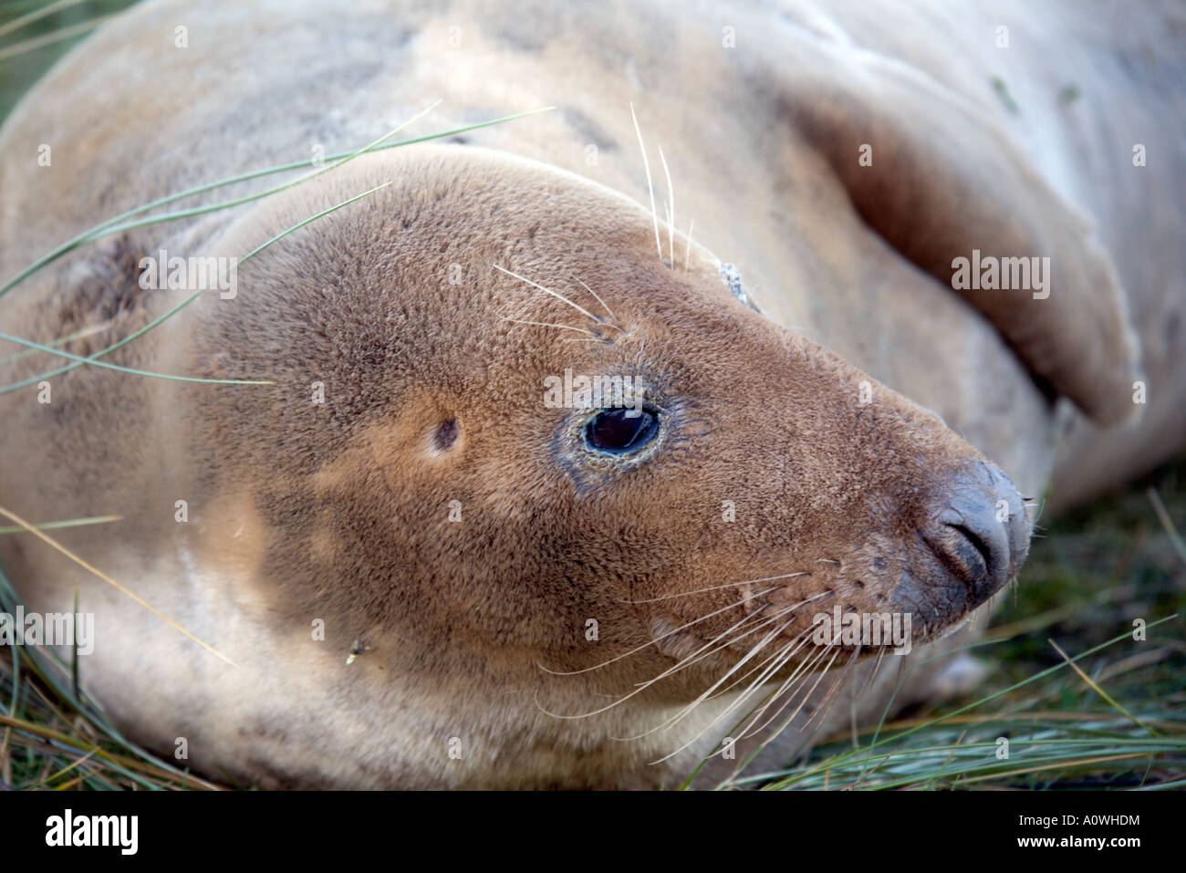 Every year grey seals visit Donna Nook an RAf bombing range to have ...