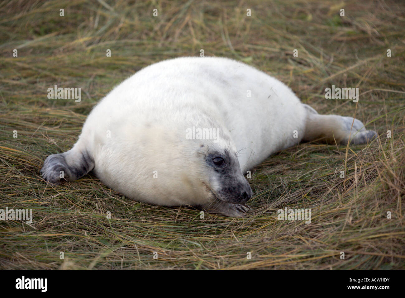Every year grey seals visit Donna Nook an RAf bombing range to have ...