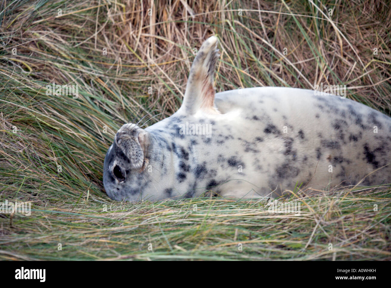 Every year grey seals visit Donna Nook an RAf bombing range to have ...
